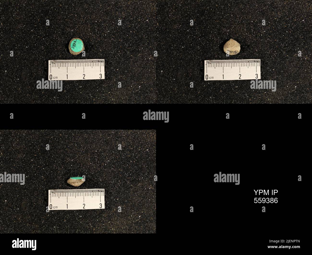 Rhipidomella sp. d'Orbigny Stock Photo - Alamy