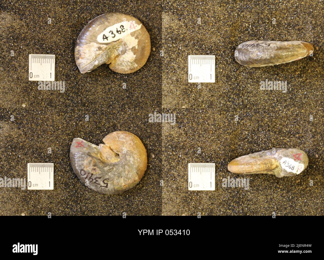 Variety of ammonite fossils hi-res stock photography and images - Alamy