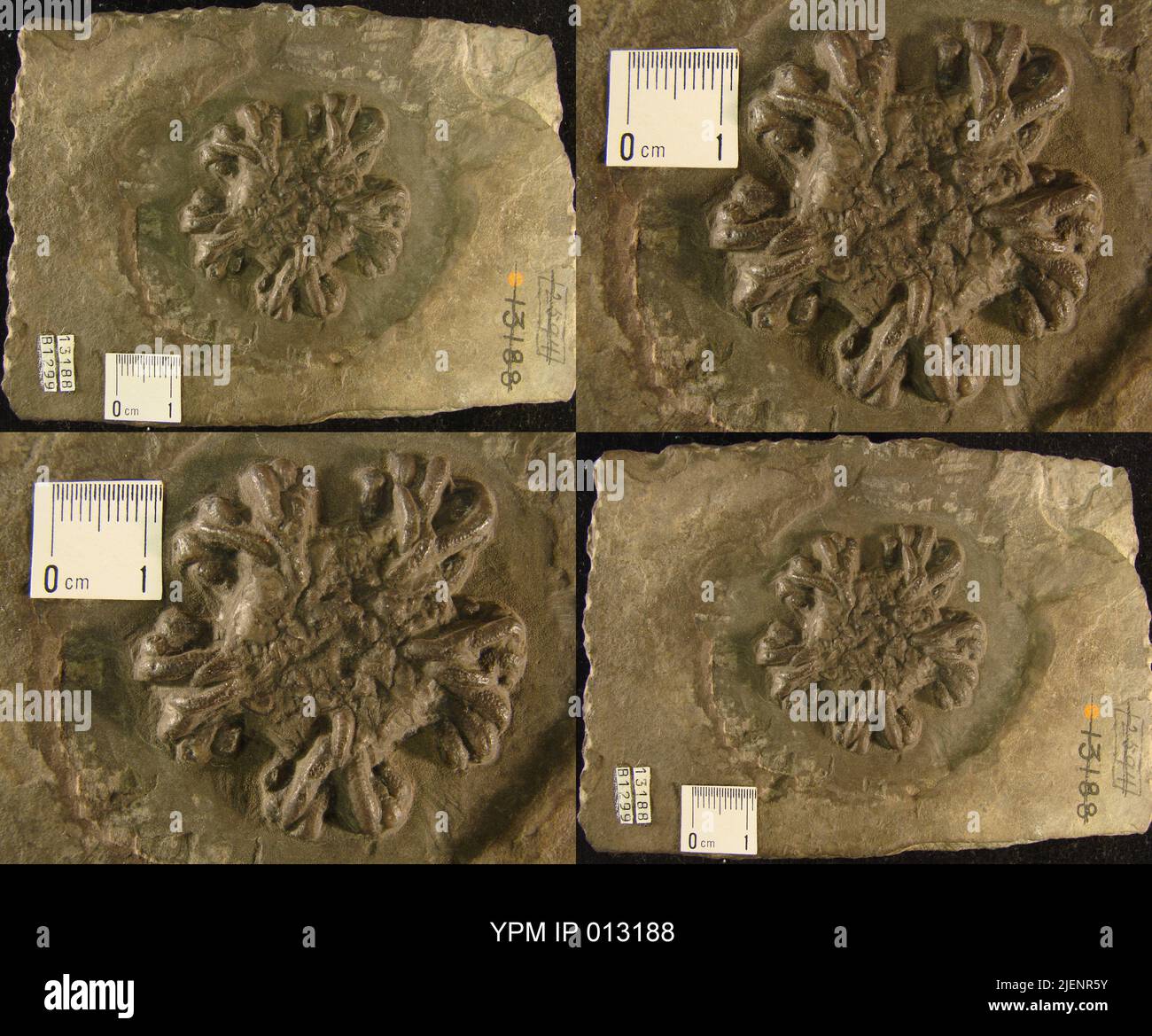 Holotype animalia hi-res stock photography and images - Alamy