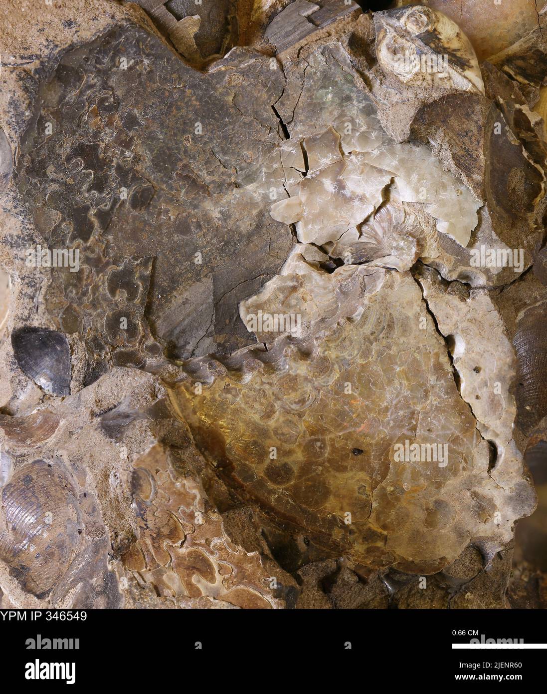 Sphenodiscus sp hi-res stock photography and images - Alamy