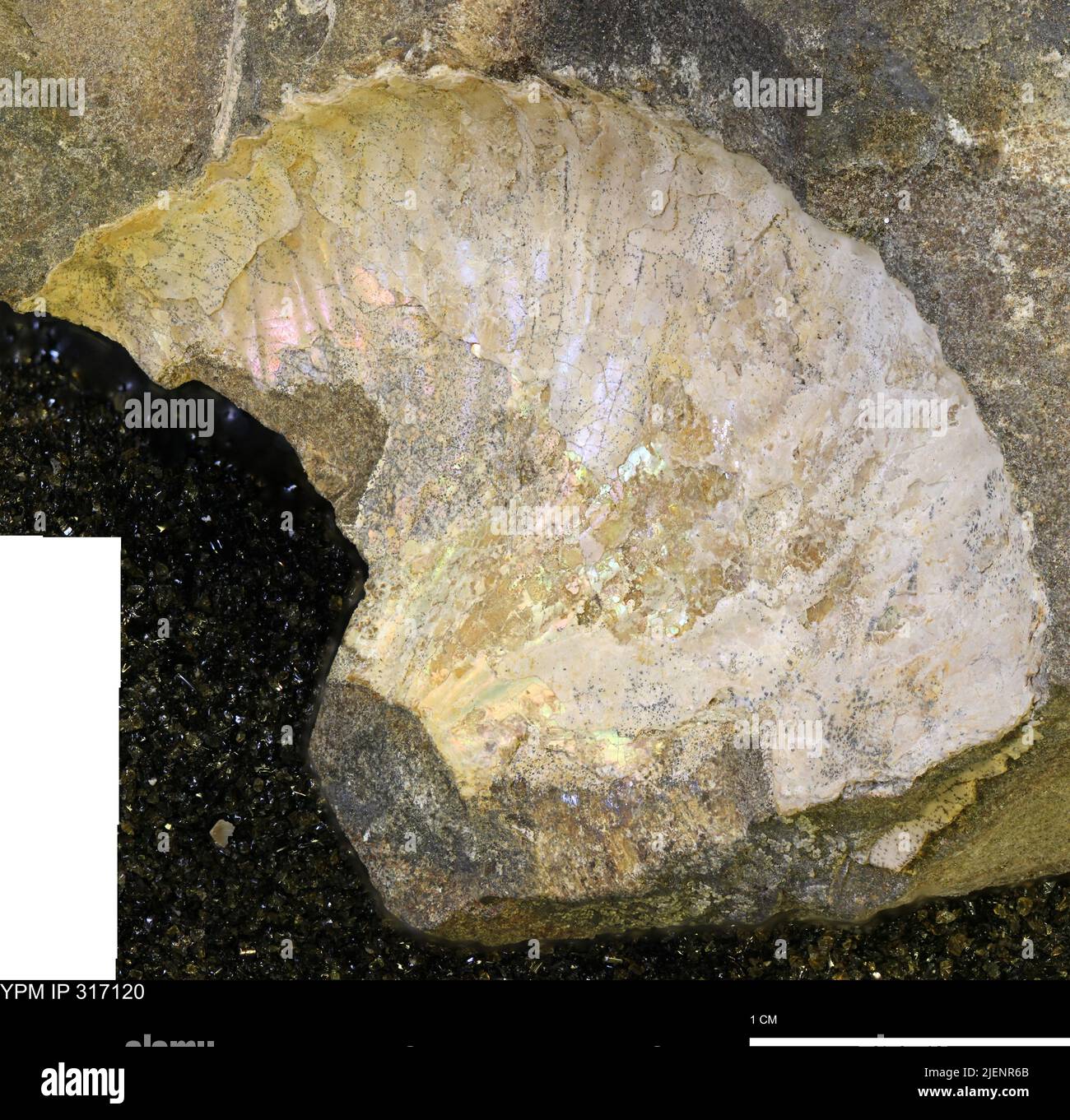 Cucullaea sp animalia hi-res stock photography and images - Alamy