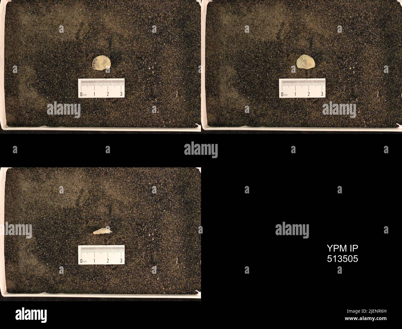 Onniella meeki (Miller, 1875 Stock Photo - Alamy