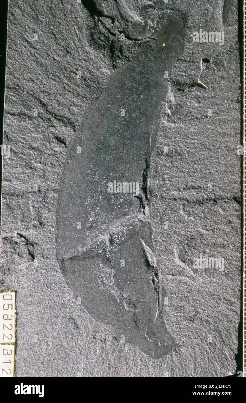 Ottoia hi-res stock photography and images - Alamy