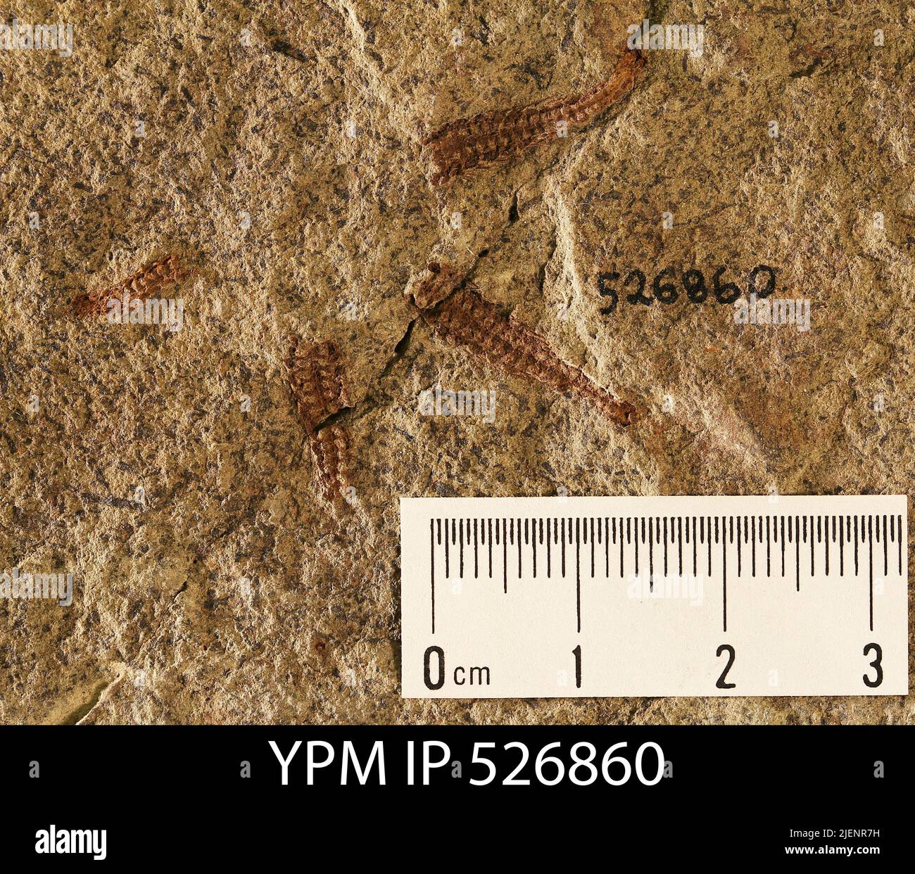 1948 animalia hi-res stock photography and images - Alamy