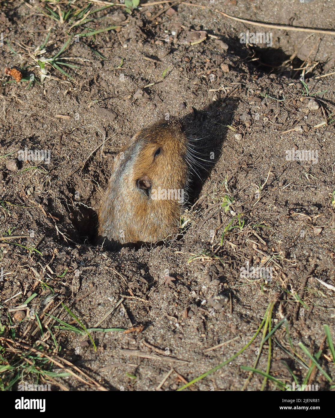 pocket gopher, Thomomys bottae, in Golden Gate park, San Francisco ...