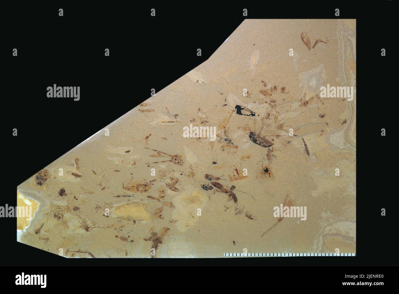 Odonata animalia hi-res stock photography and images - Alamy