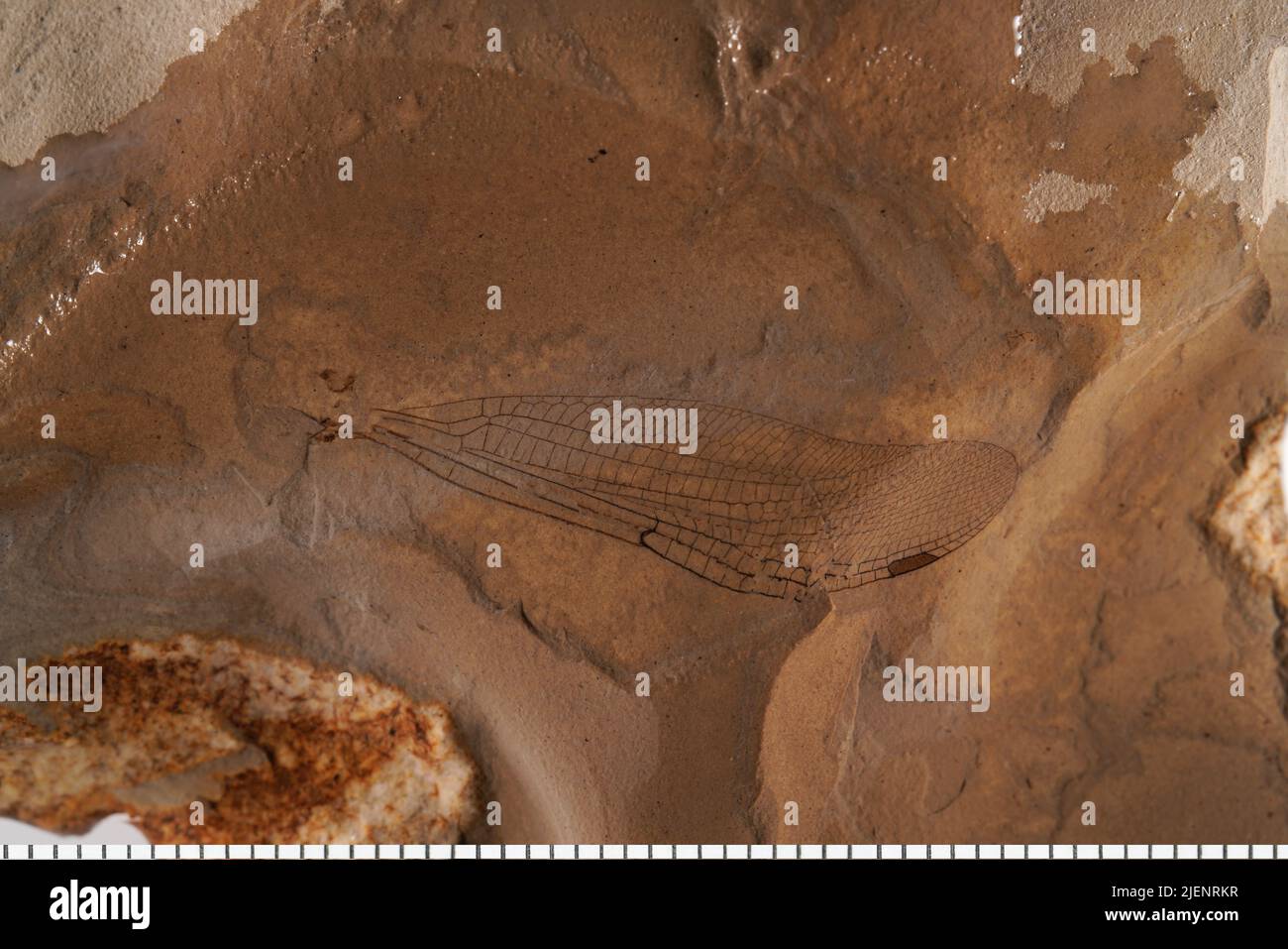 Undet anisoptera animalia hi-res stock photography and images - Alamy