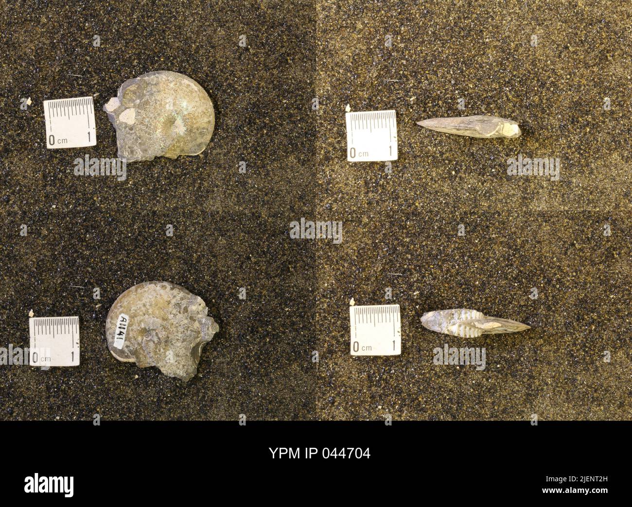 Sphenodiscus lenticularis owen animalia hi-res stock photography and ...