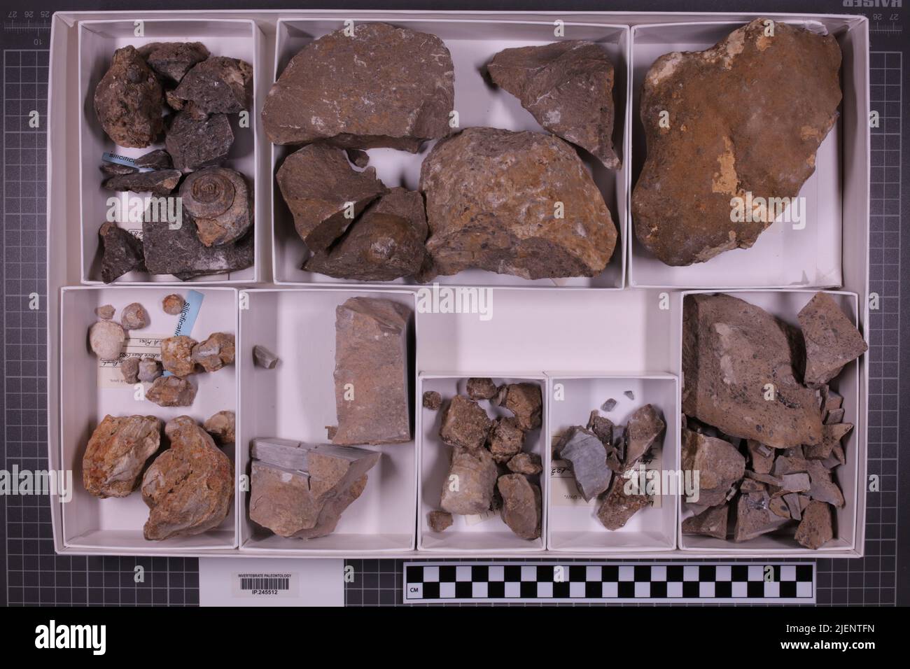 mixed taxa, stratigraphic collection. accn: 6683 Stock Photo - Alamy