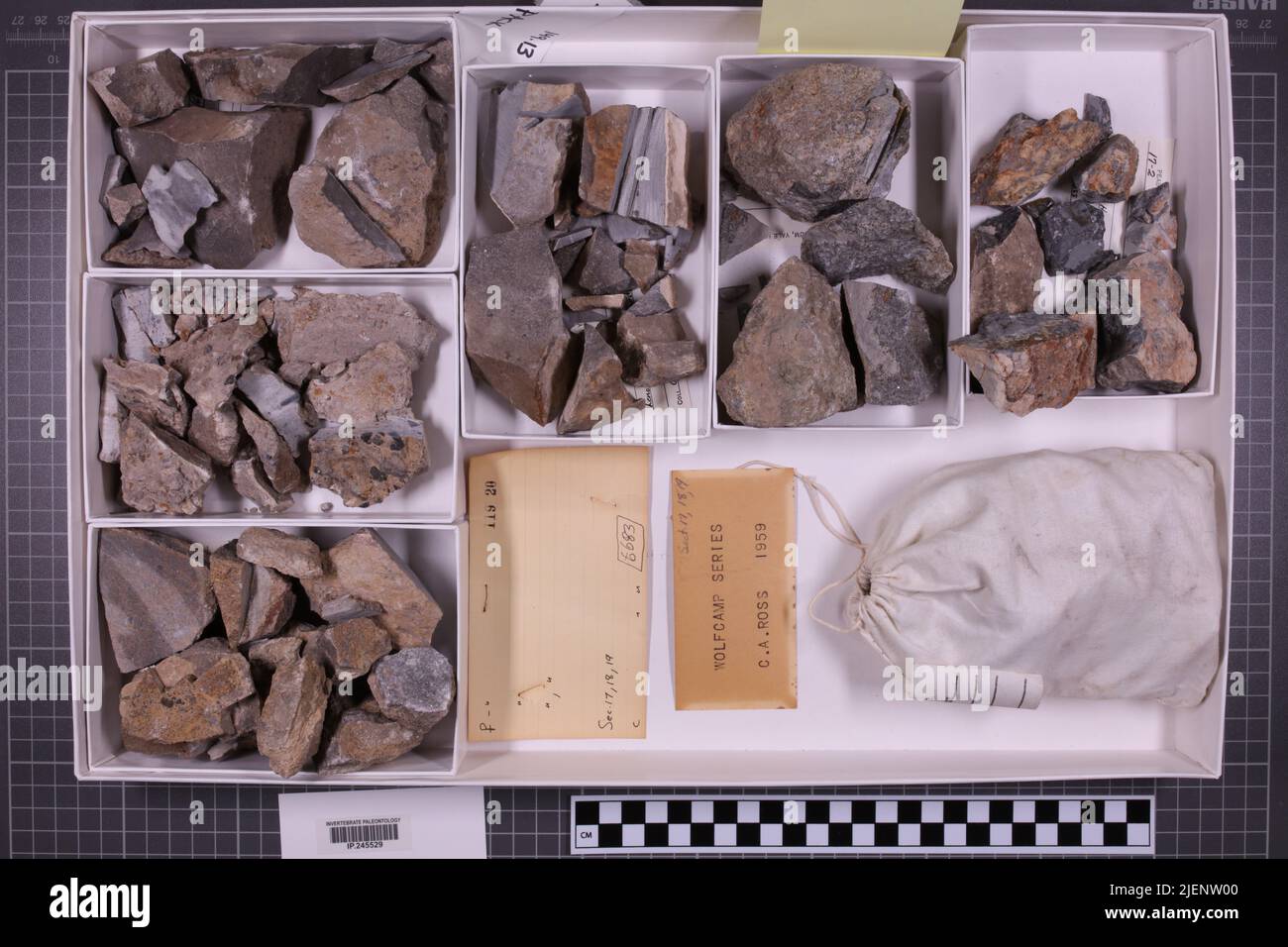 mixed taxa, stratigraphic collection. accn: 6683 Stock Photo - Alamy