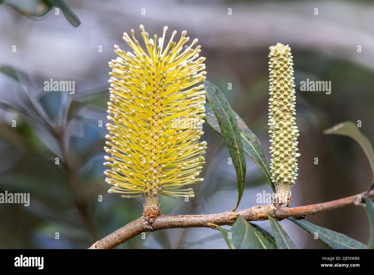 Coast banksia tree in flower (Banksia integrifolia Stock Photo - Alamy
