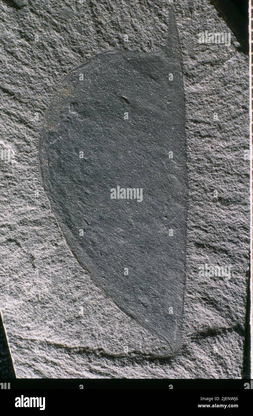 Acutangulus hi-res stock photography and images - Alamy