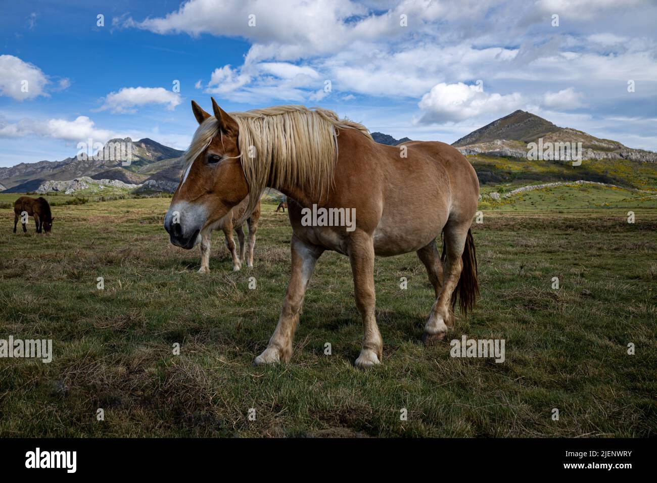 Beautiful horse with brown fur and blond manes. mountain animal Stock ...