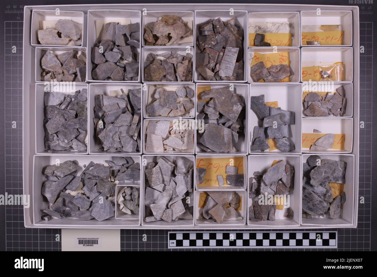 mixed taxa, stratigraphic collection Stock Photo - Alamy