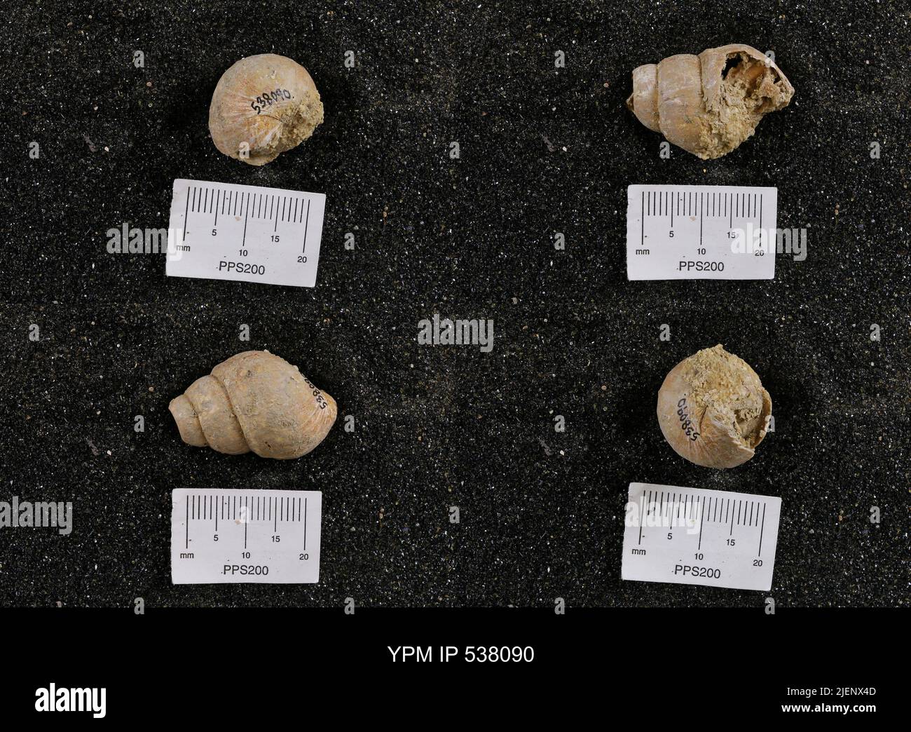 1856 animalia hi-res stock photography and images - Alamy