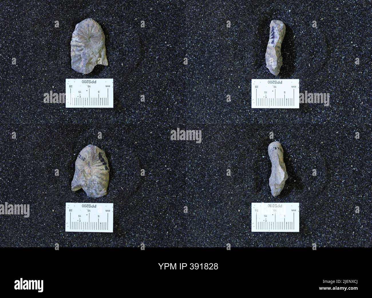Scaphites whitfieldi Cobban Stock Photo - Alamy