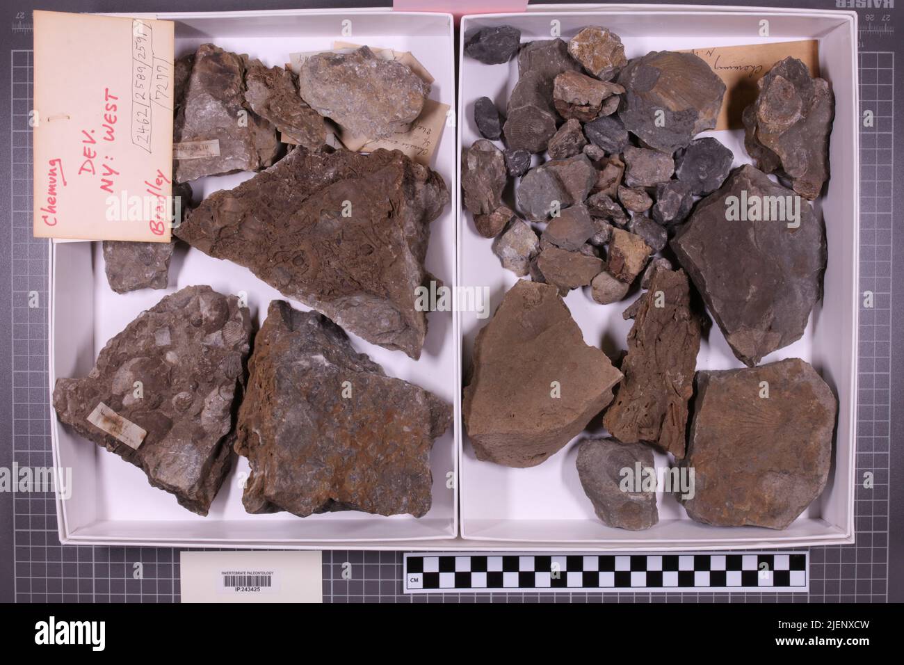 mixed taxa, stratigraphic collection. accn: 2462; 2589; 2591; 7277 ...