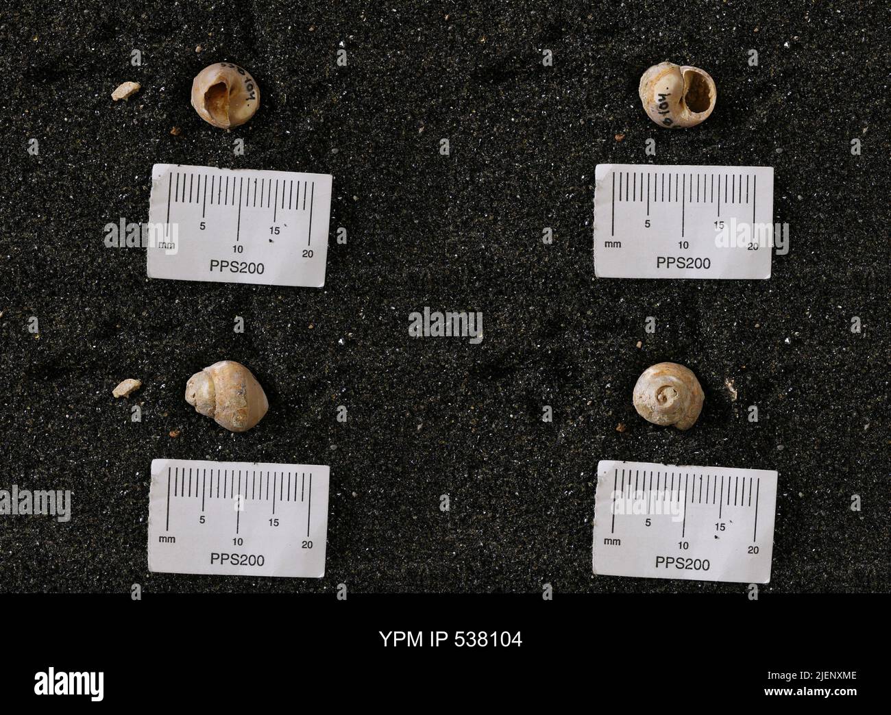 Campeloma nebrascensis (Meek & Hayden, 1856 Stock Photo - Alamy