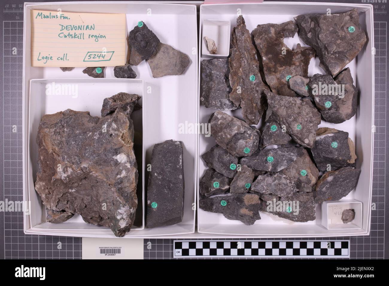 mixed taxa, stratigraphic collection. accn: 5244 Stock Photo - Alamy