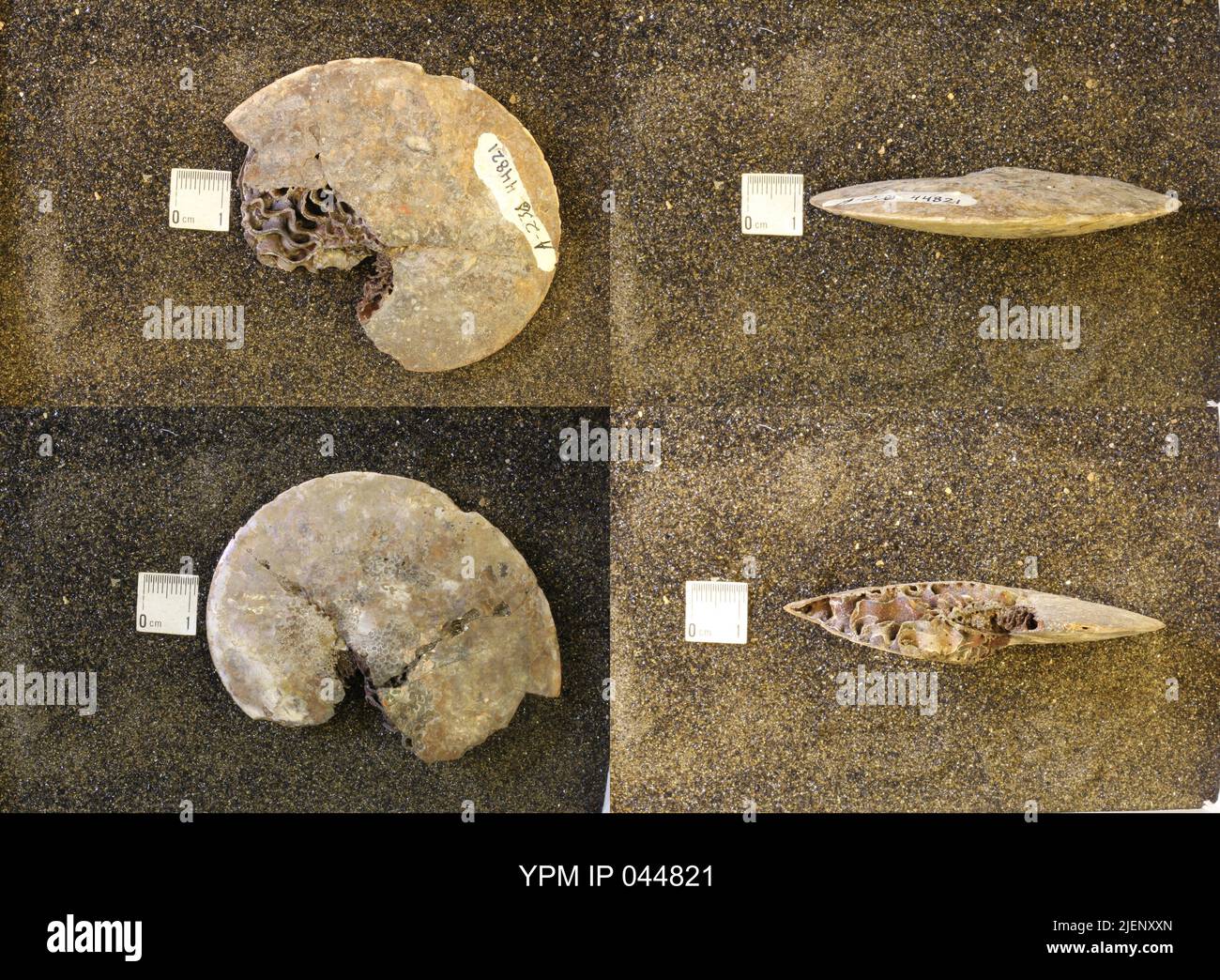 Sphenodiscus lenticularis (Owen Stock Photo - Alamy