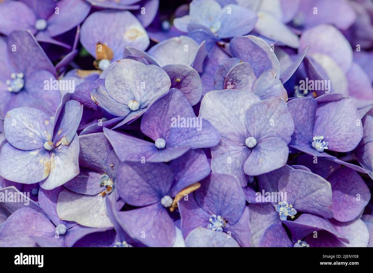 Pretty tiny flower arrangement hi-res stock photography and images - Alamy