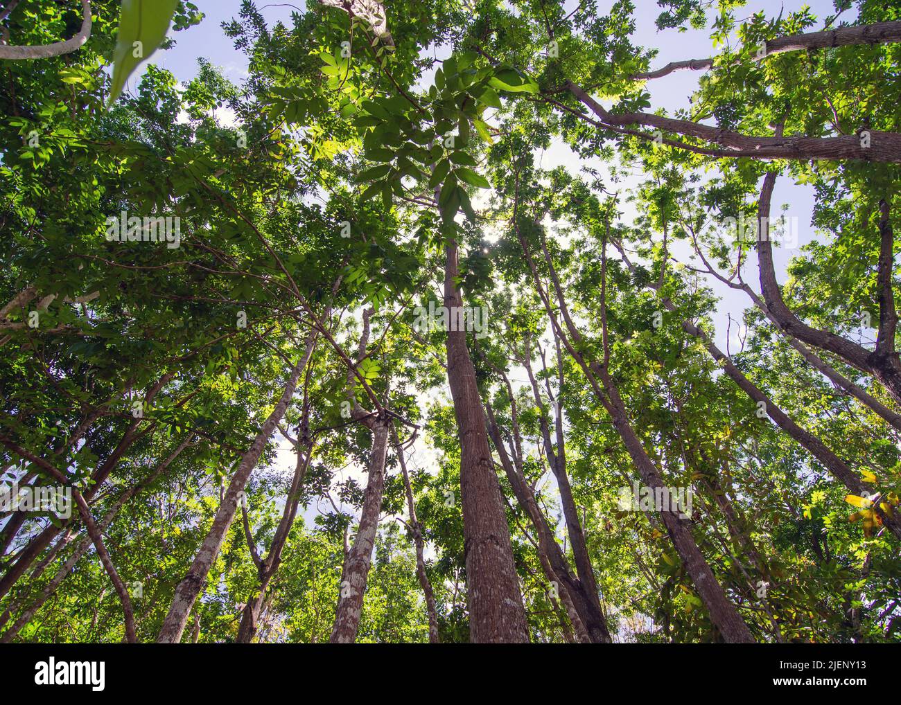 looking up under the canopy of trees Stock Photo - Alamy