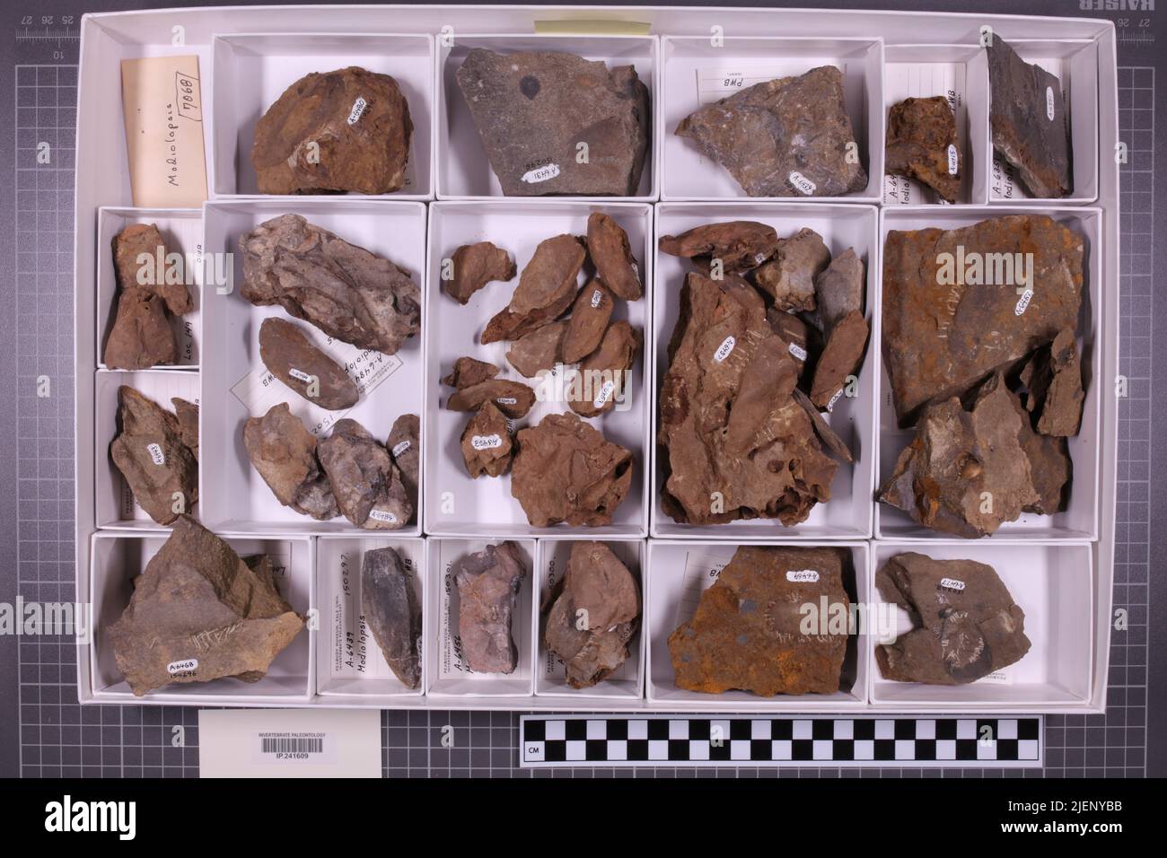 mixed taxa, stratigraphic collection. accn: 7068 Stock Photo - Alamy