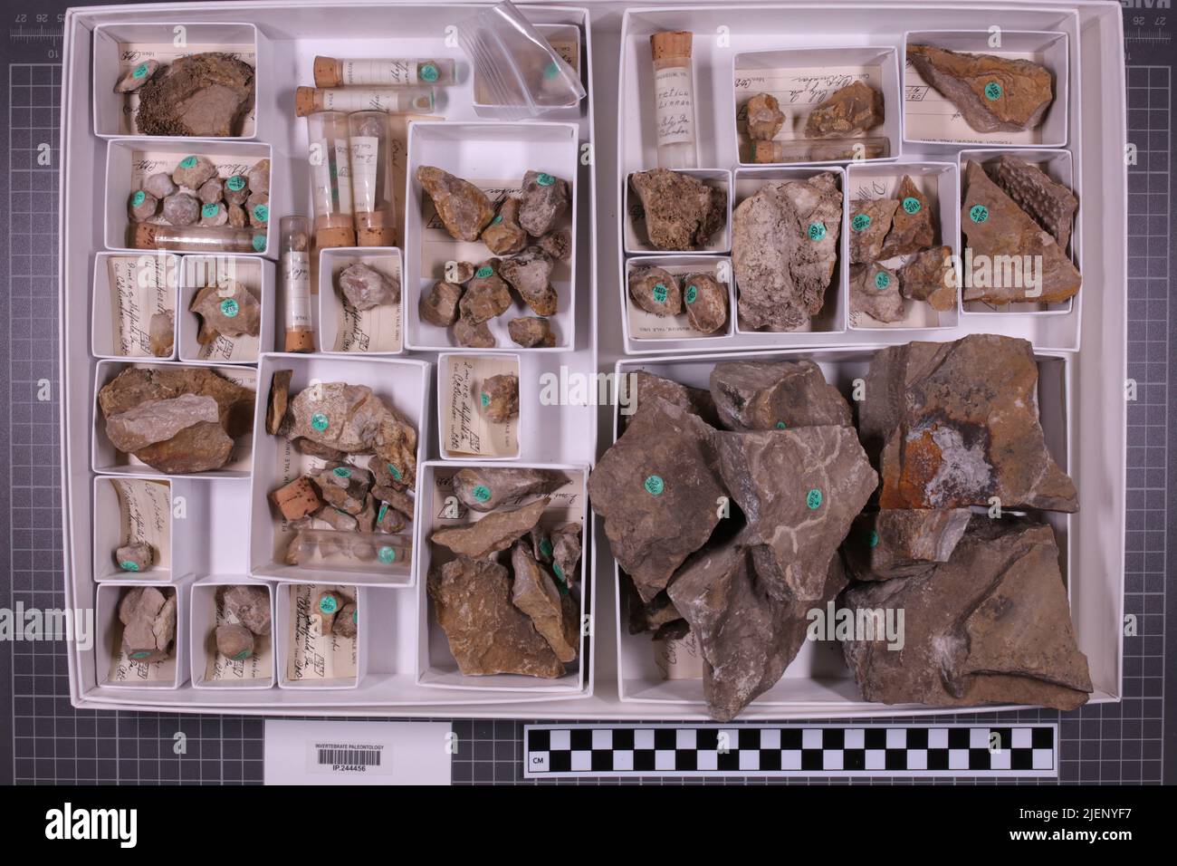 mixed taxa, stratigraphic collection. accn: 3358 Stock Photo - Alamy