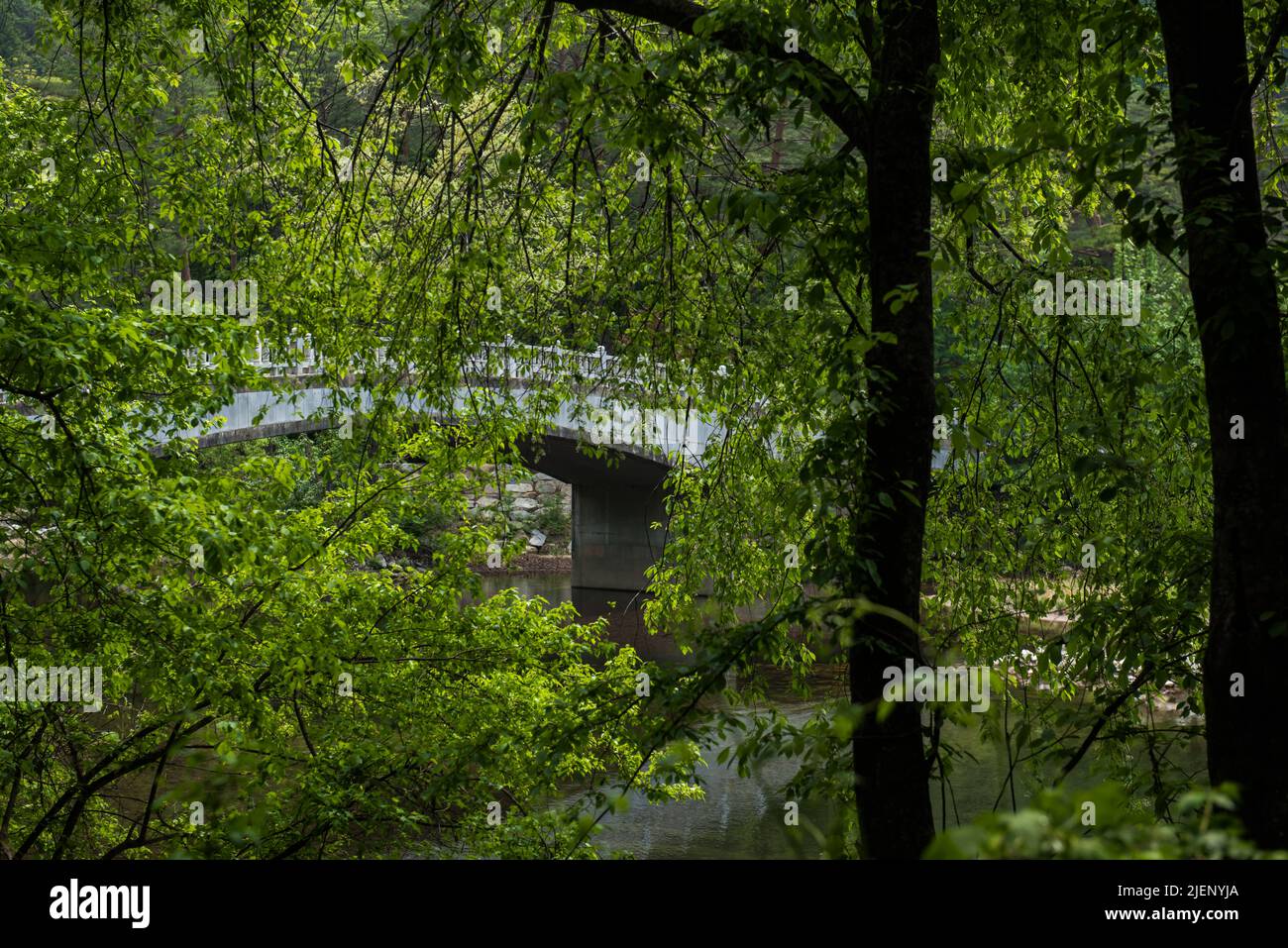 The scenic view of green deep woods valley landscape with ston bridge ...