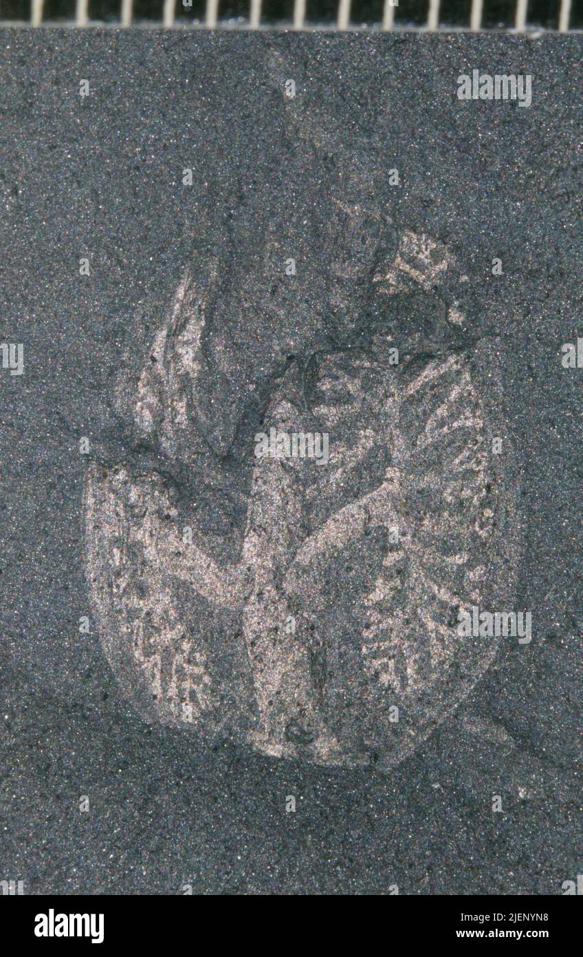 Burgess shale fossils hi-res stock photography and images - Alamy