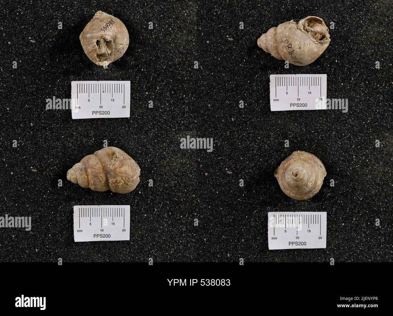 1856 animalia hi-res stock photography and images - Alamy