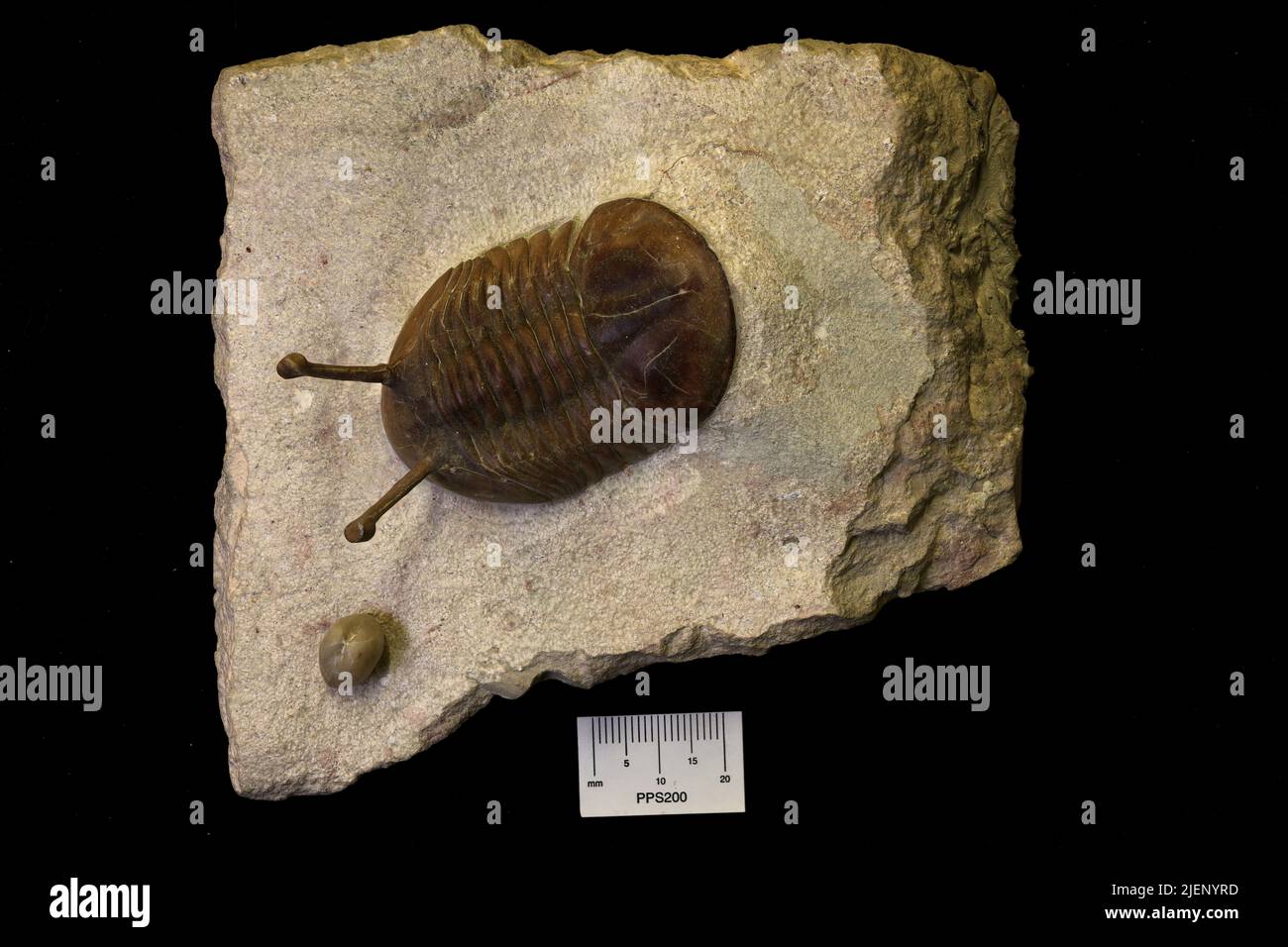 Asaphus (Neoasaphus) kowalewskii (Lawrow, 1856 Stock Photo - Alamy