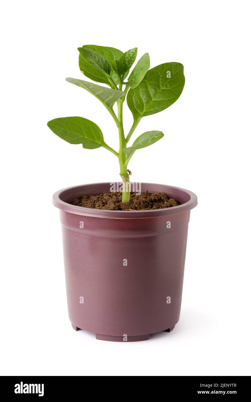 young malabar spinach or ceylon spinach plant grown in a pot, isolated ...