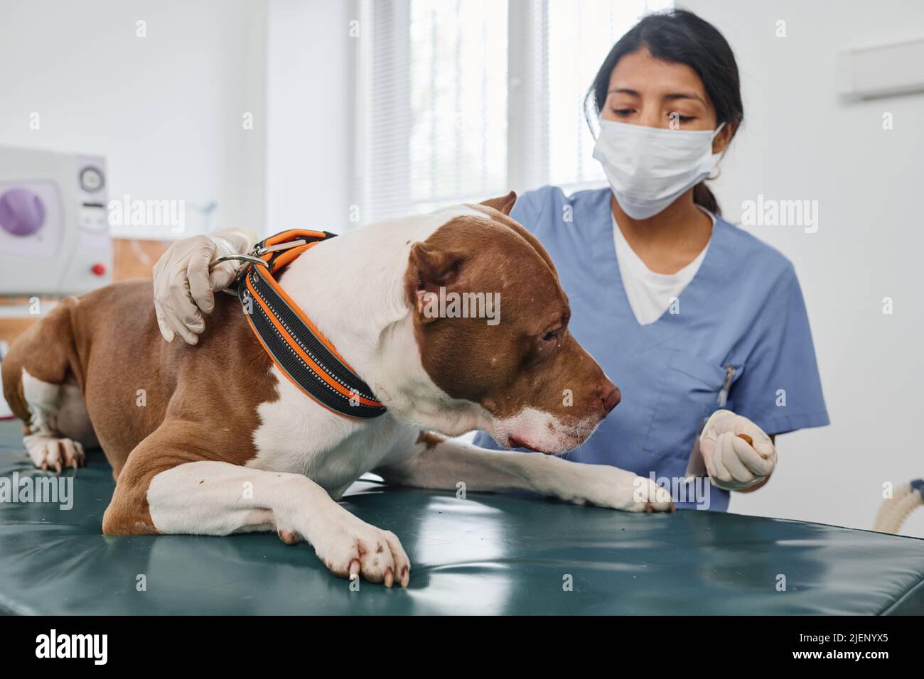 Unrecognizable Hispanic female doctor wearing mask on face working in ...