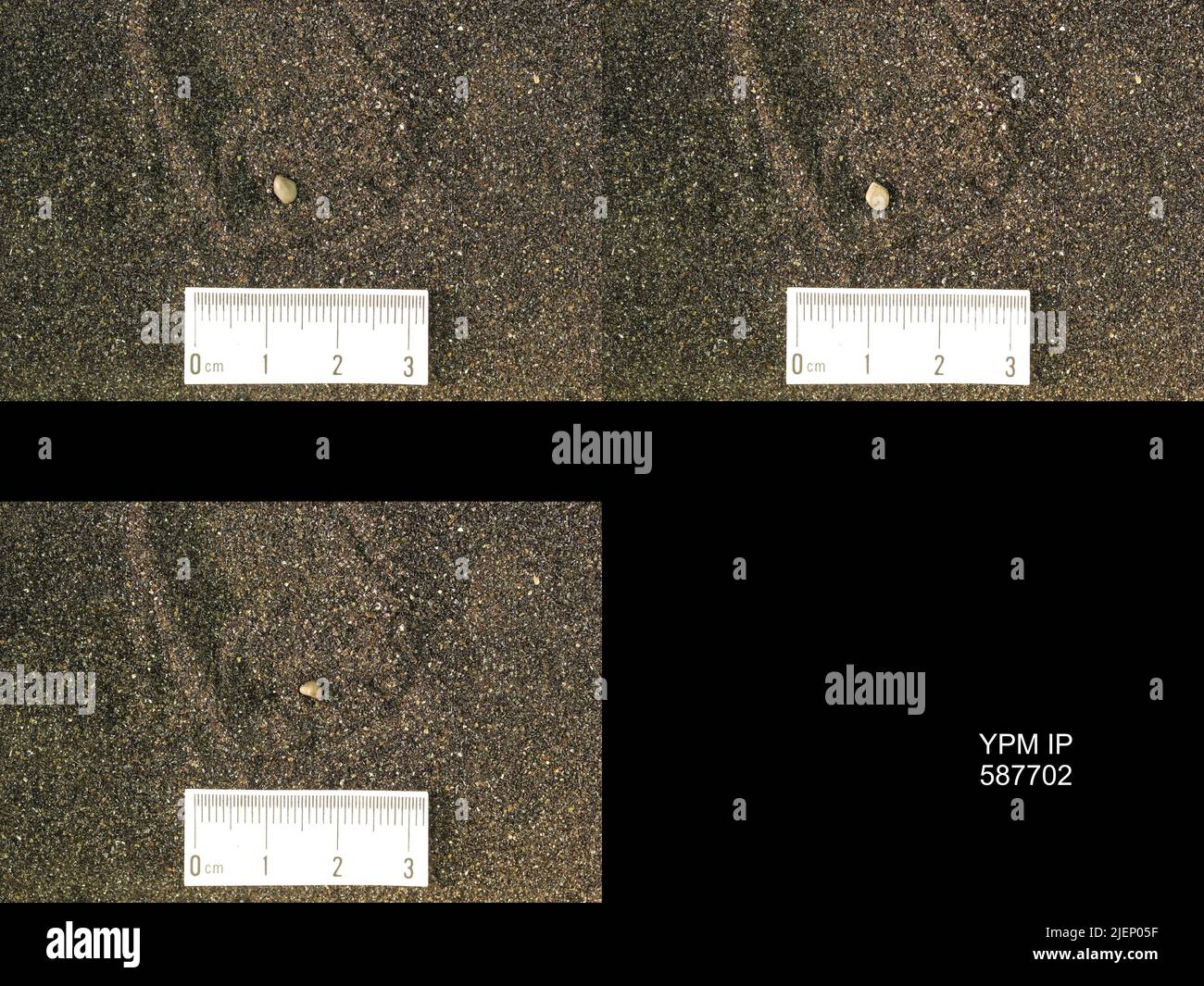 Waldheimia mawii Davidson, 1882 Stock Photo - Alamy