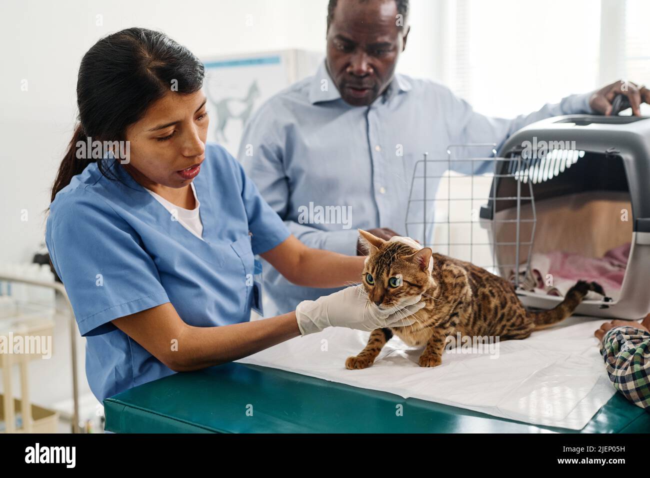 Senior African American man bringing scared bengal cat to professional ...