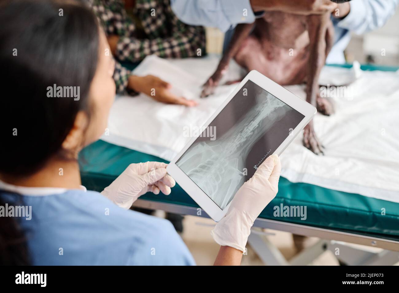 High angle view selective focus shot of unrecognizable female vet ...