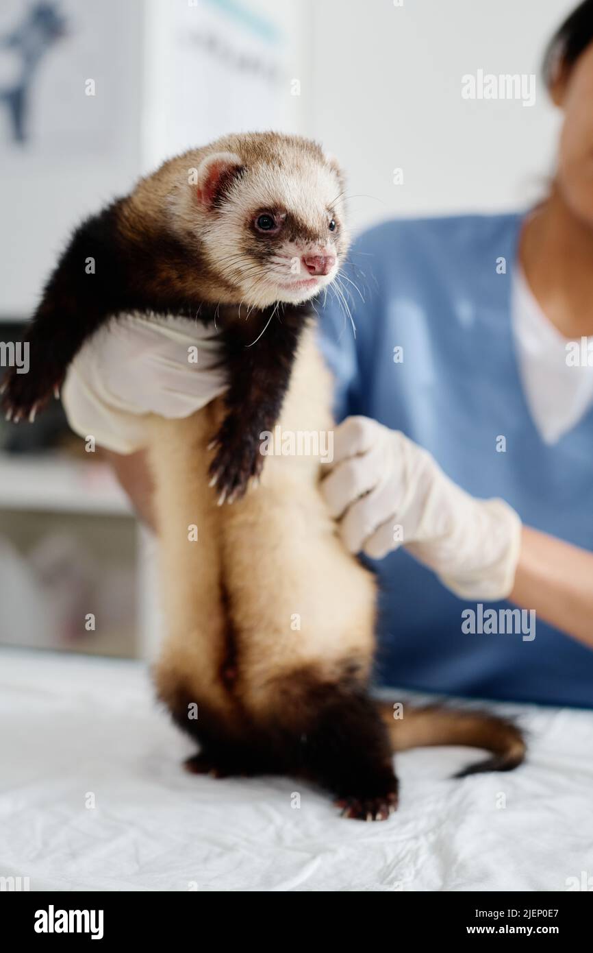 Vertical selective focus shot of unrecognizable female vet palpating ...