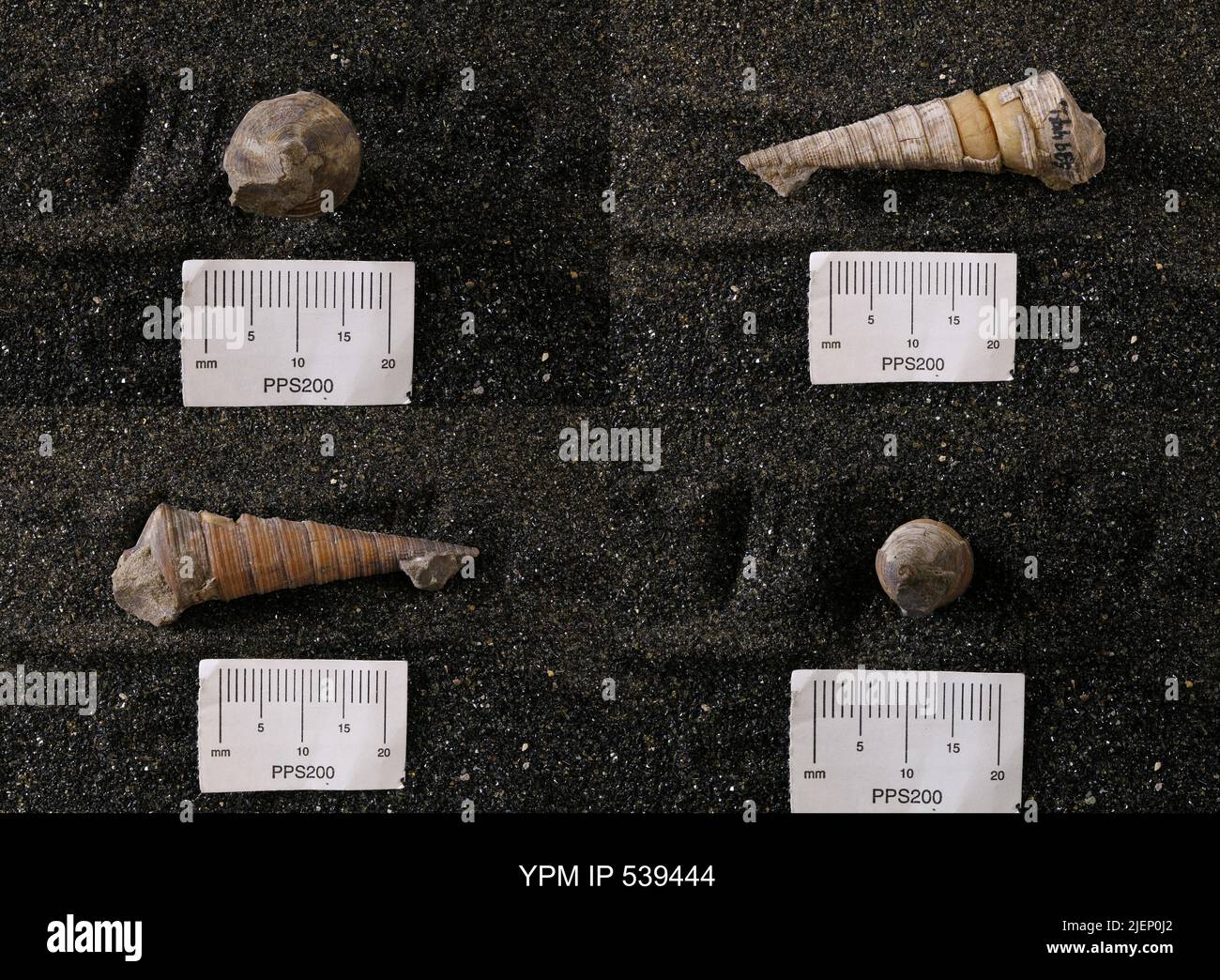 Turritellidae hi-res stock photography and images - Alamy