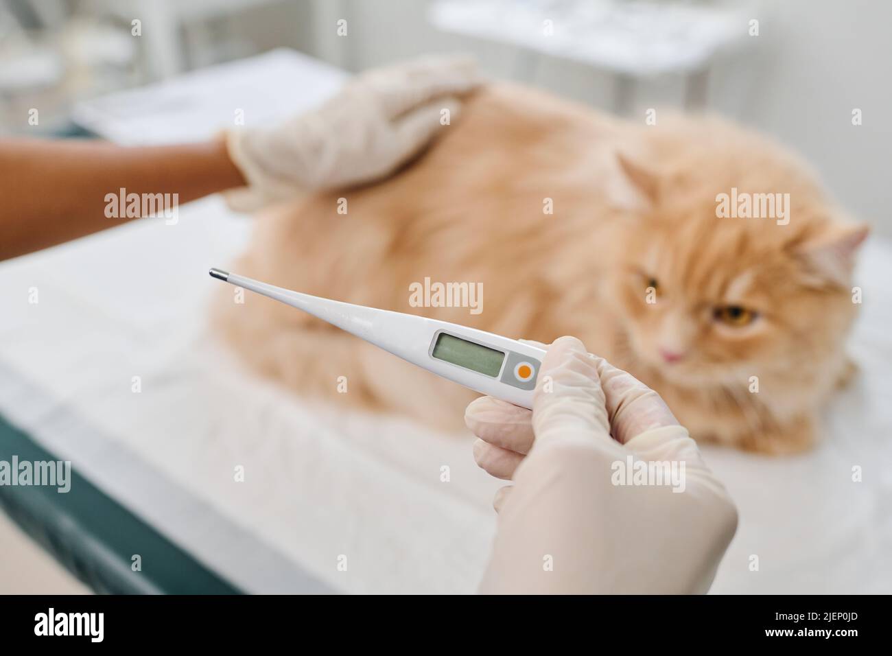 Close-up selective focus shot of unrecognizable vet holding electronic ...