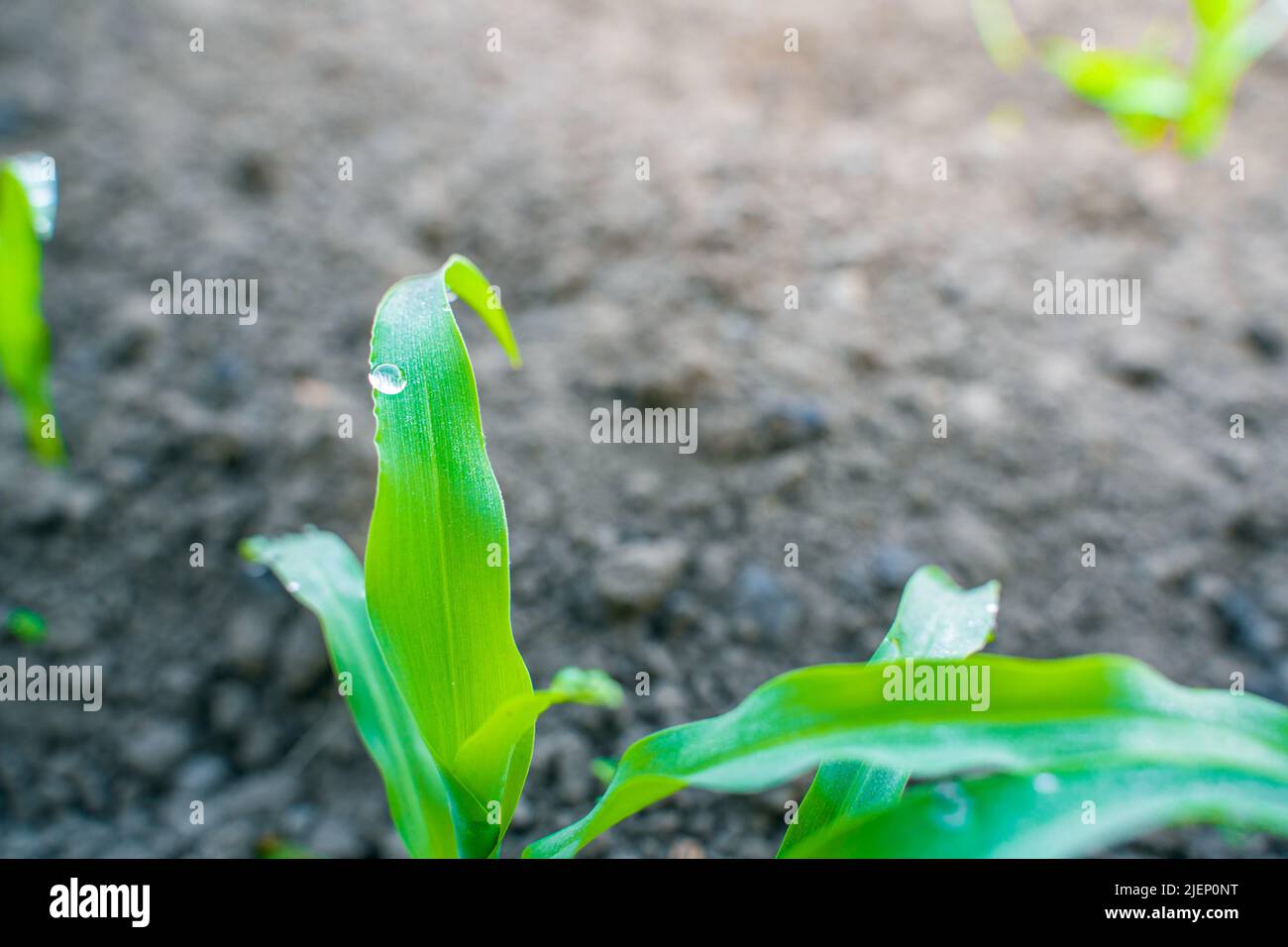 Water drops close-up on corn leaves. Morning dew on plants in the ...