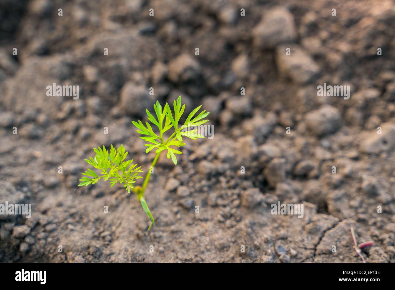 Green leaves of a young sprout of carrots close-up on the background of ...