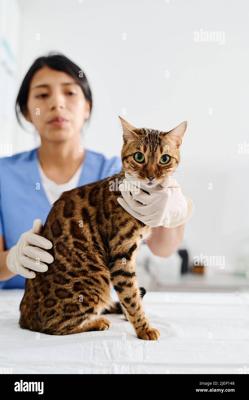 Vertical selective focus shot of serious Hispanic doctor working in vet ...