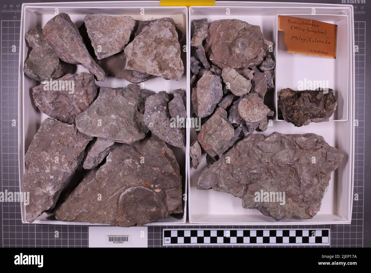 mixed taxa, stratigraphic collection. accn: 4300 Stock Photo - Alamy