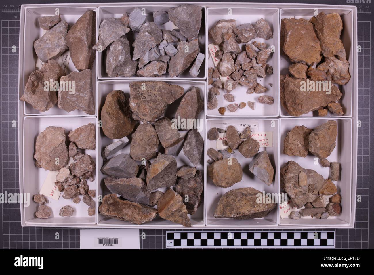 mixed taxa, stratigraphic collection. accn: 6683 Stock Photo - Alamy