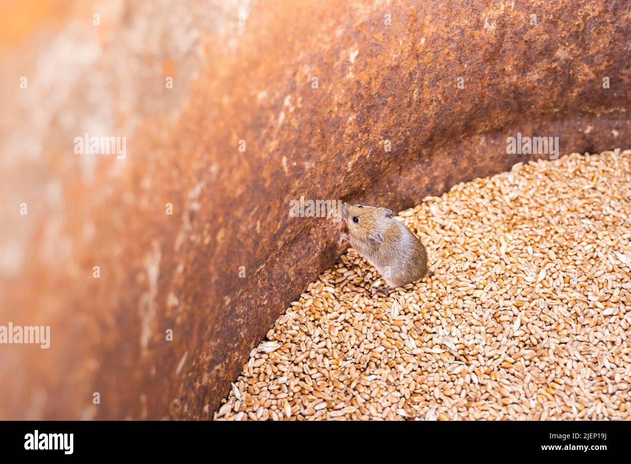 Field mouse close-up in a granary. Damage to the wheat crop by rodents ...