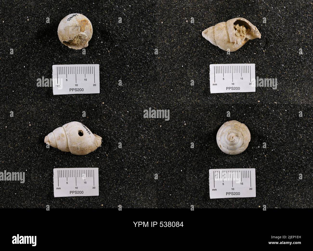 1856 animalia hi-res stock photography and images - Alamy