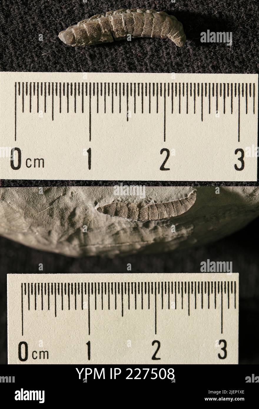 Annelid evolution hi-res stock photography and images - Alamy