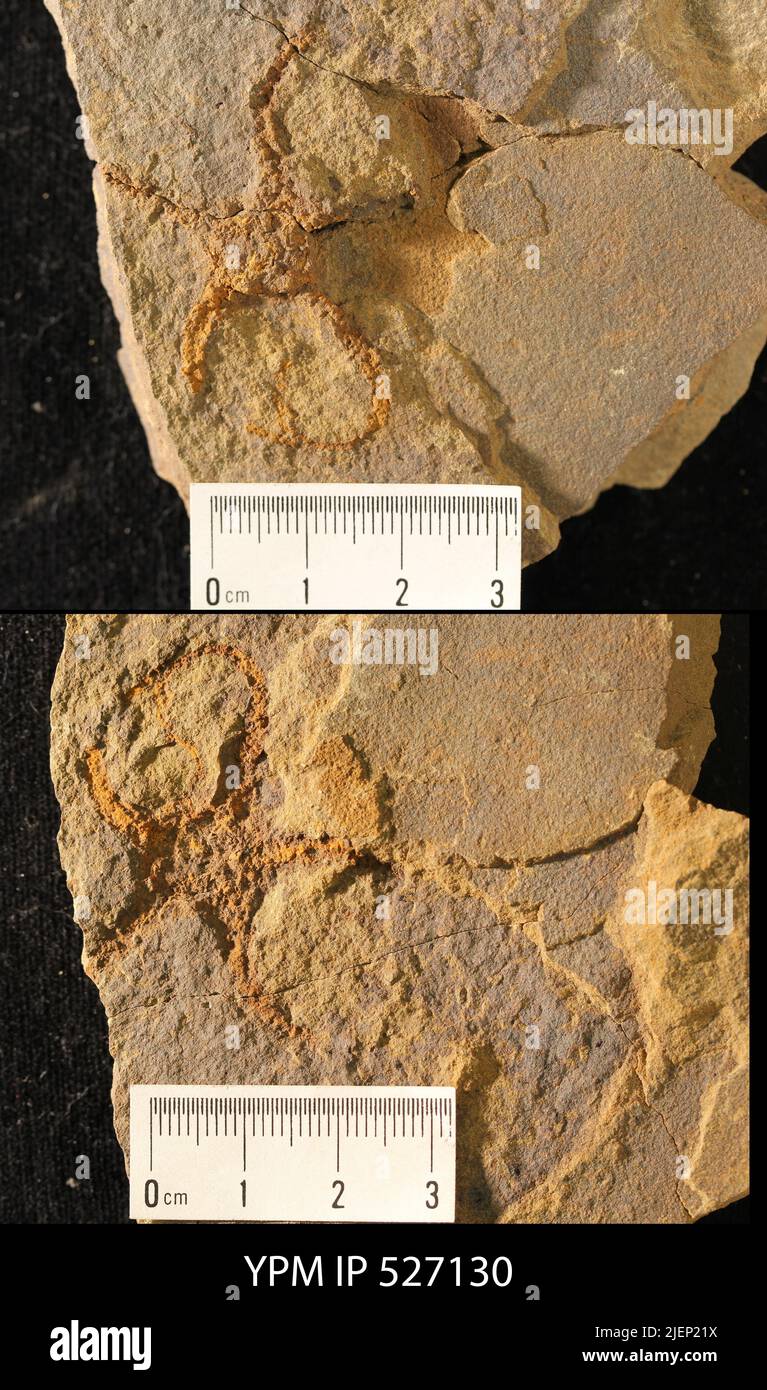 Ophiuroidea hi-res stock photography and images - Alamy