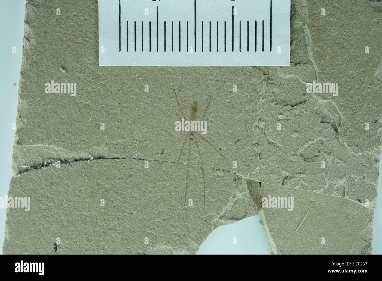 Deinopis sp animalia hi-res stock photography and images - Alamy
